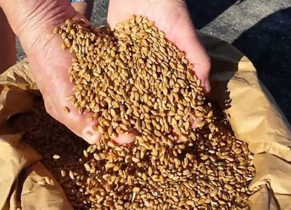 I Grani Antichi Siciliani e i benefici | La Mietitura | Sapori del Belice